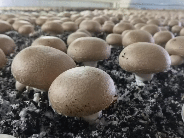 Humidity Control Techniques For Indoor Mushroom Cultivation - Yake ...